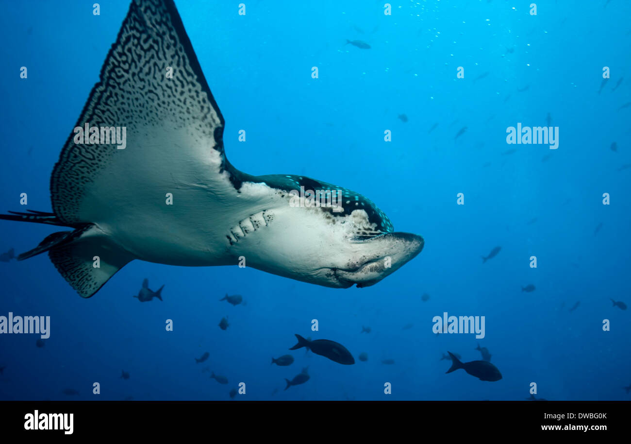 Wilder adlerrochen -Fotos und -Bildmaterial in hoher Auflösung – Alamy