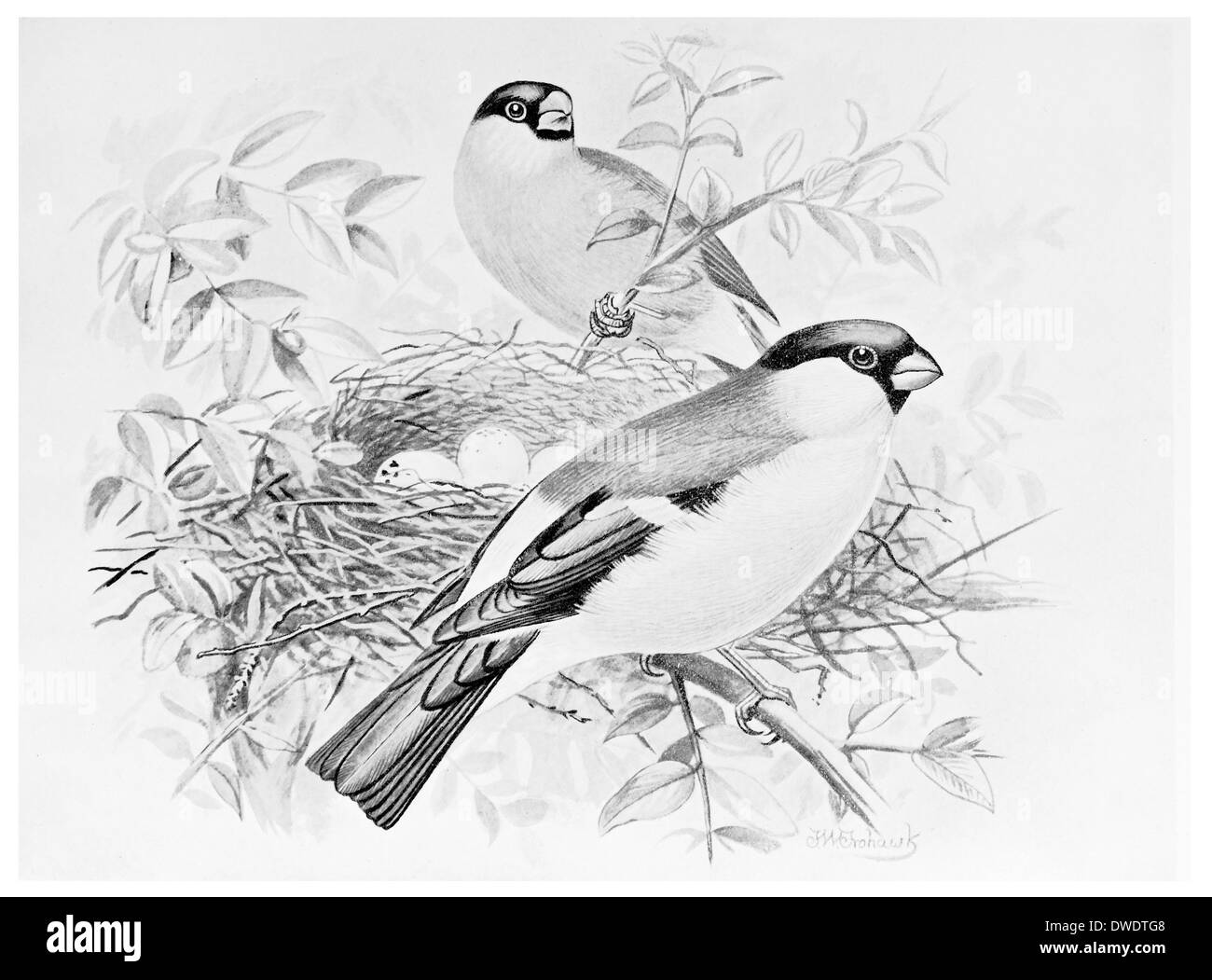 Gimpel flug -Fotos und -Bildmaterial in hoher Auflösung – Alamy