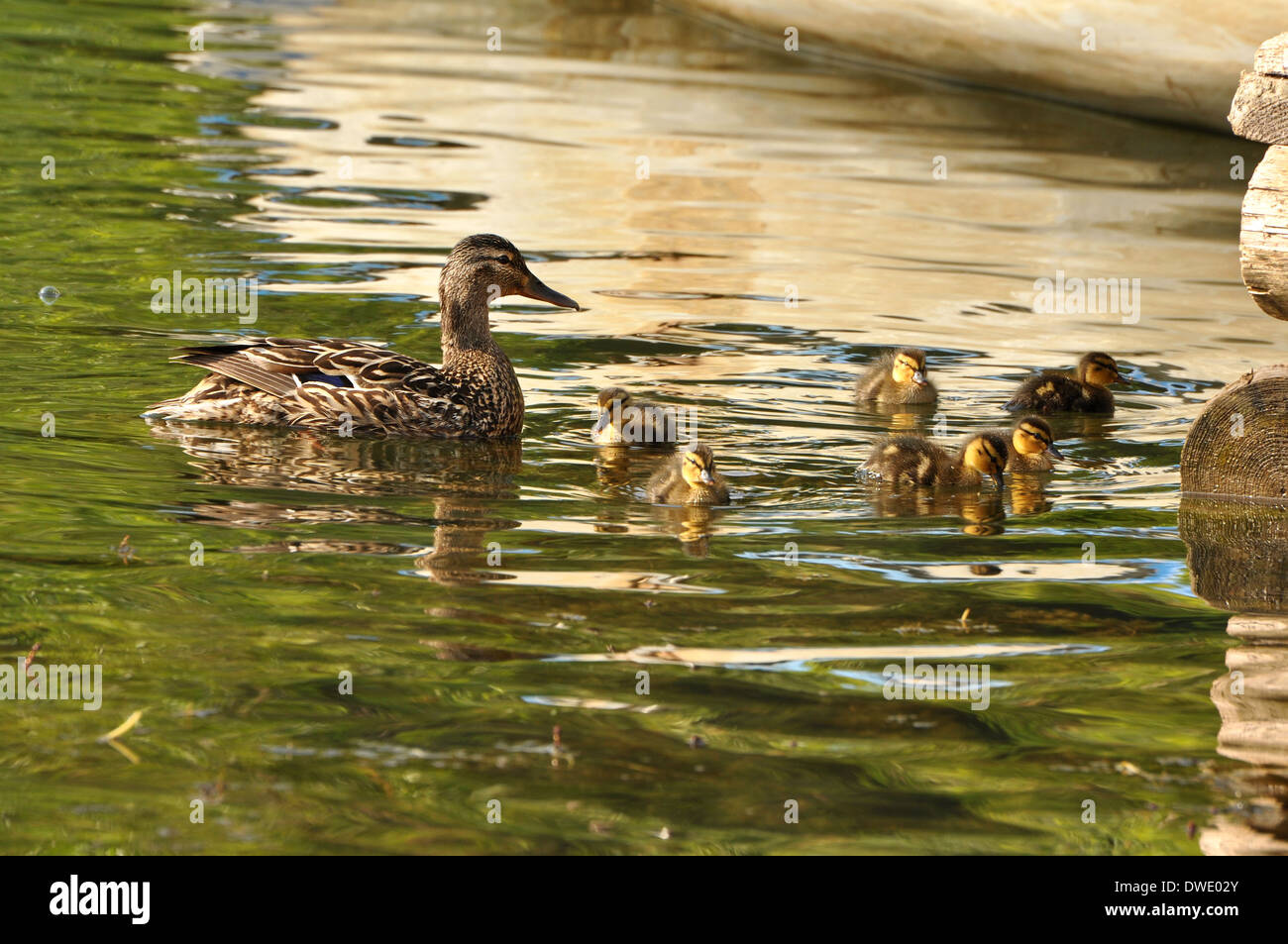 Entenküken see -Fotos und -Bildmaterial in hoher Auflösung – Alamy