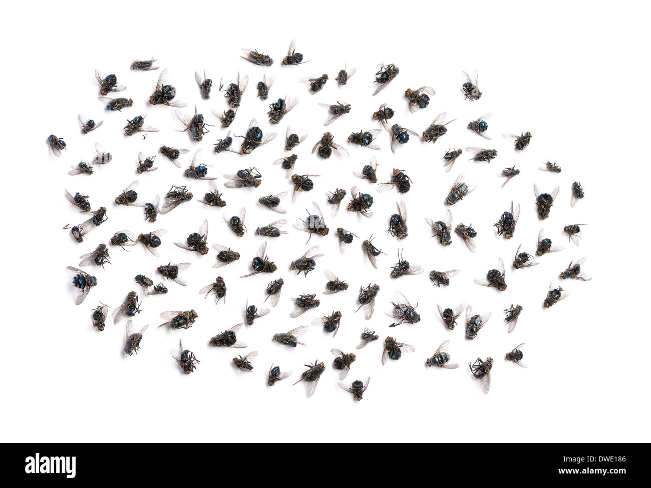 Dead flies -Fotos und -Bildmaterial in hoher Auflösung – Alamy