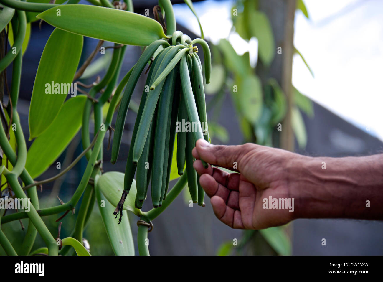 Vanille plantage -Fotos und -Bildmaterial in hoher Auflösung – Alamy