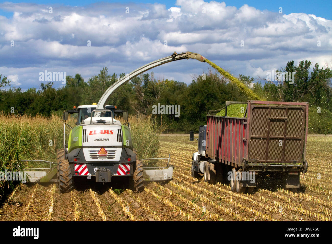 Vieh maisernte -Fotos und -Bildmaterial in hoher Auflösung – Alamy