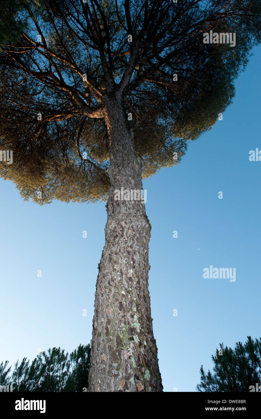 Italienische Zirbe Baum Pinus Pinea Andalusien Spanien Stockfotografie ...