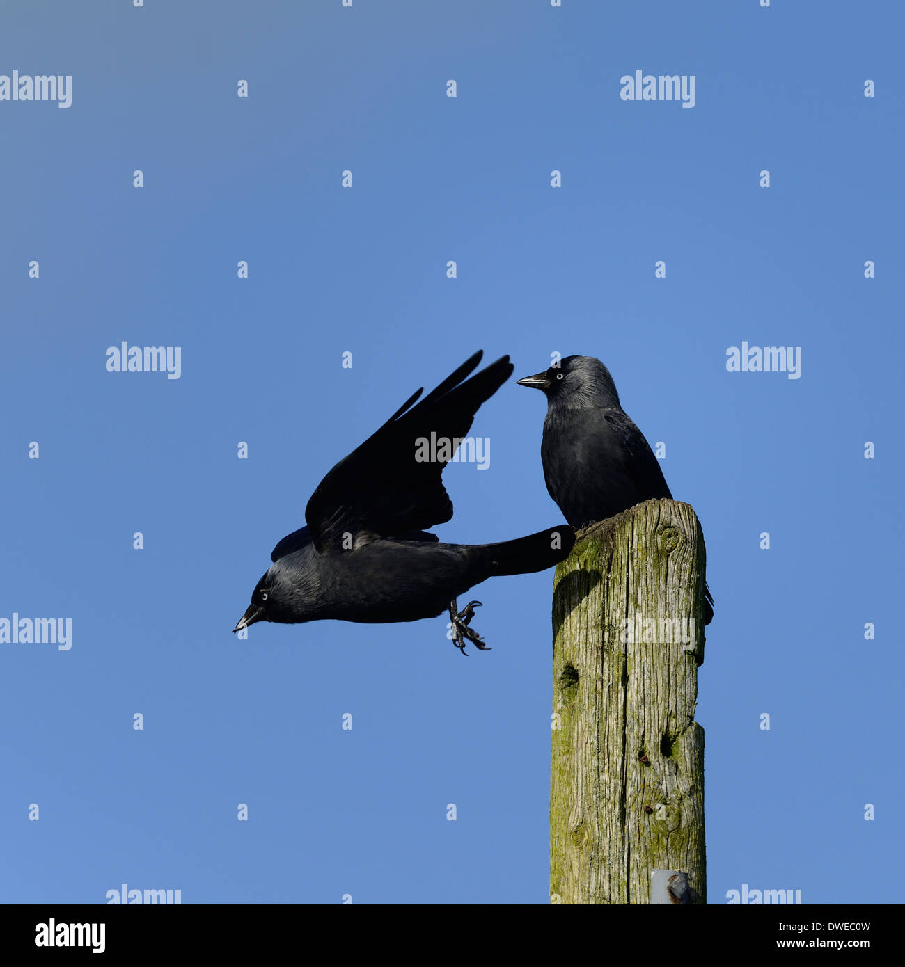 Dohle dohlen vögel fliegen -Fotos und -Bildmaterial in hoher Auflösung ...