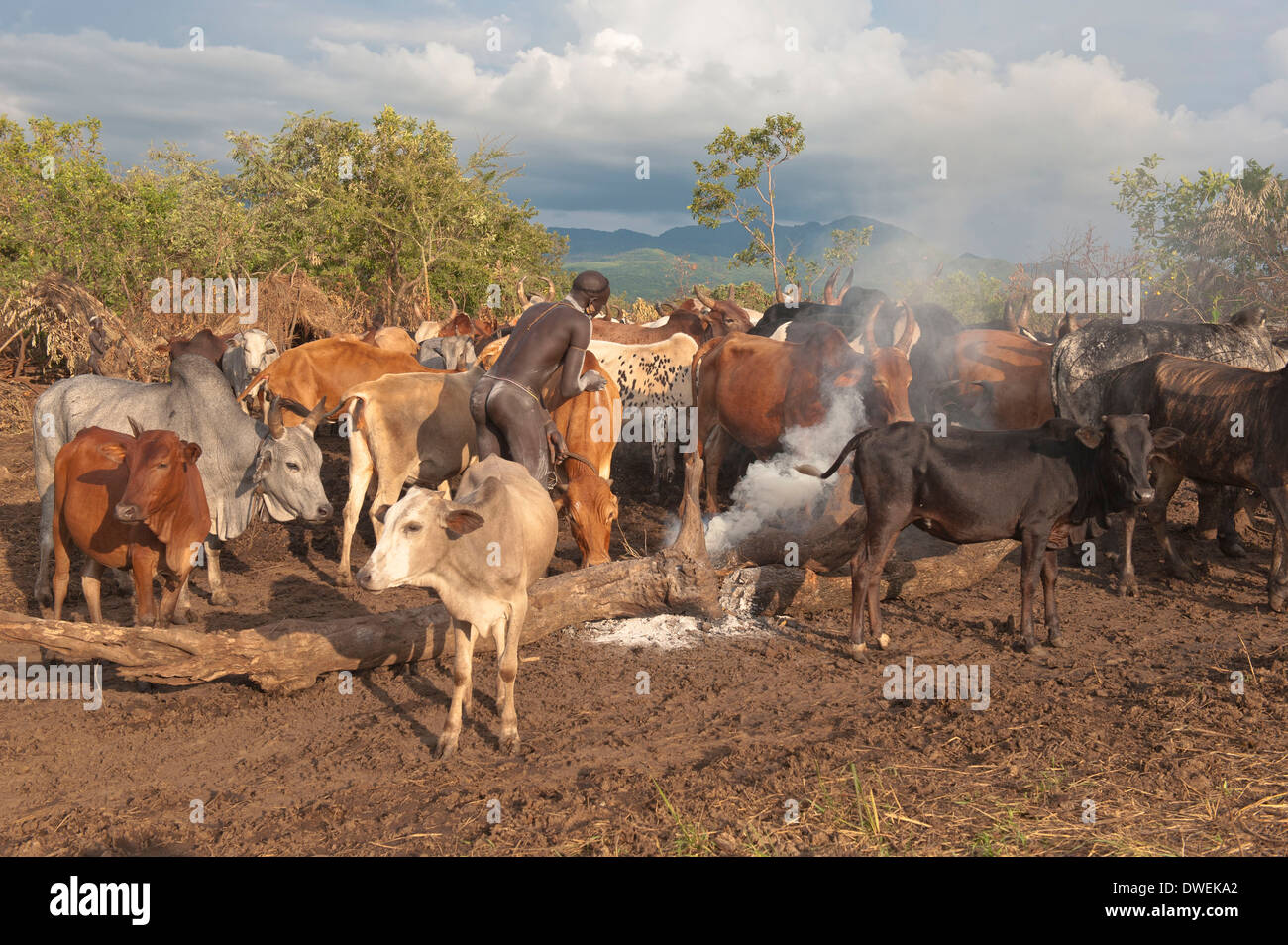 Surma herder -Fotos und -Bildmaterial in hoher Auflösung – Alamy