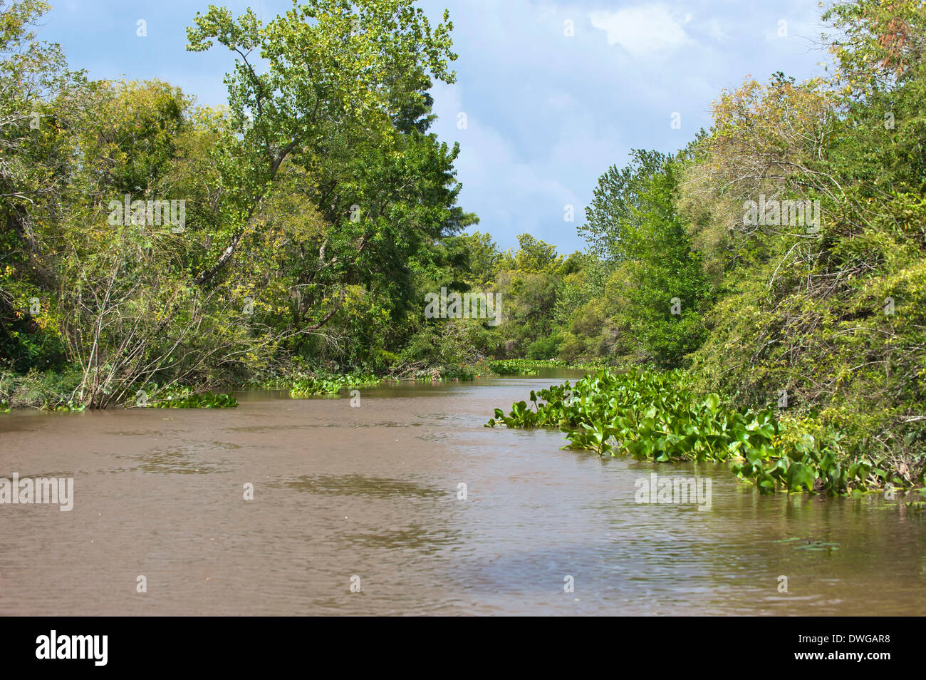 Tiger delta -Fotos und -Bildmaterial in hoher Auflösung – Alamy