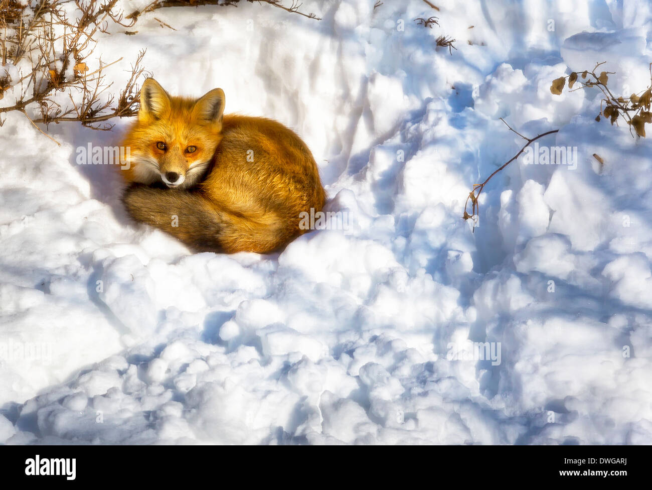 Curled up red fox vulpes Stockfotos und -bilder Kaufen - Alamy