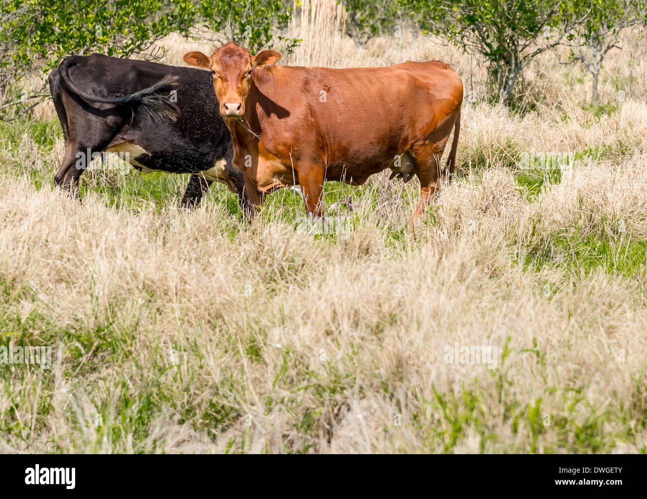 Florida rinder -Fotos und -Bildmaterial in hoher Auflösung – Alamy