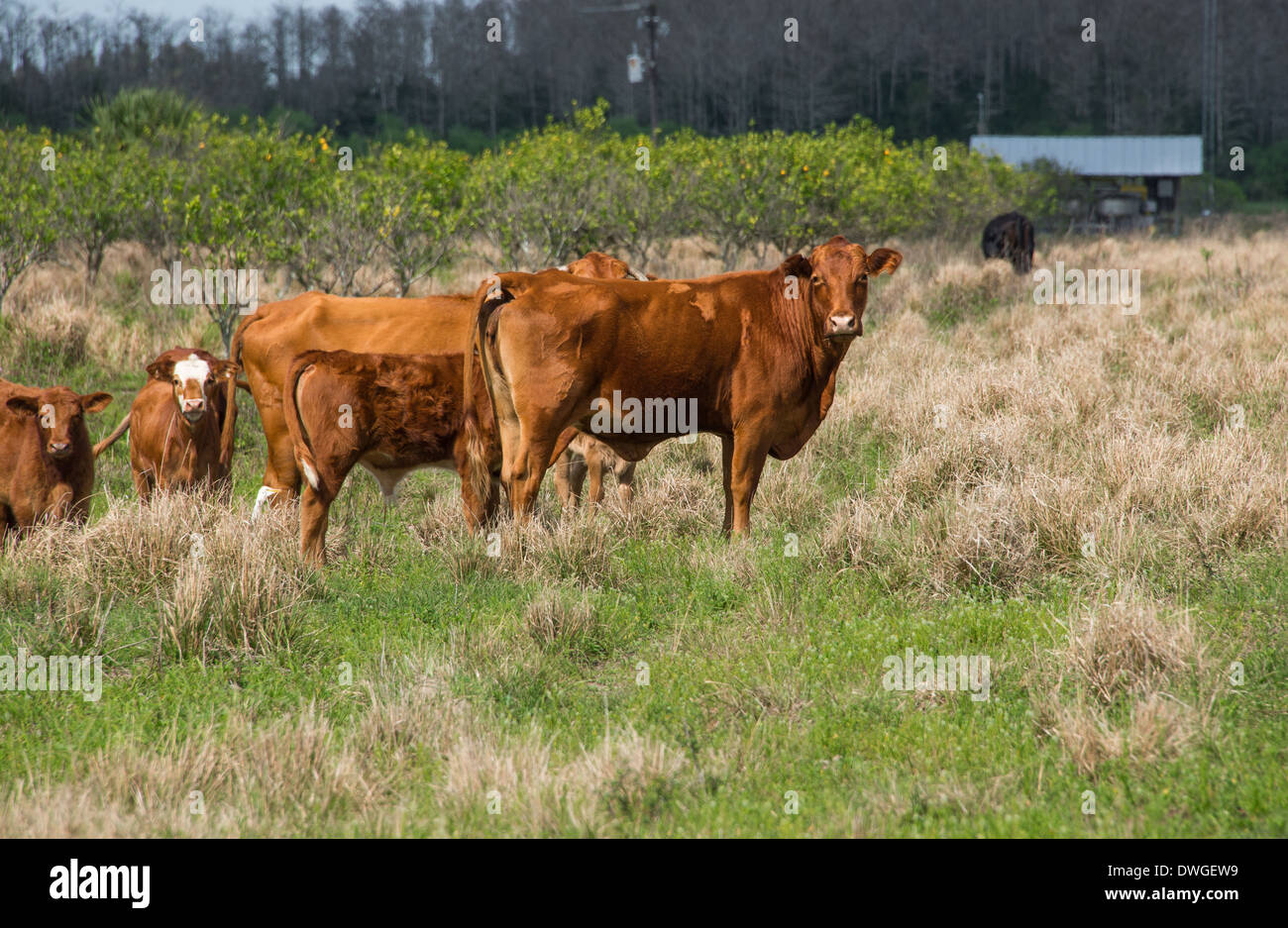 Florida rinder -Fotos und -Bildmaterial in hoher Auflösung – Alamy