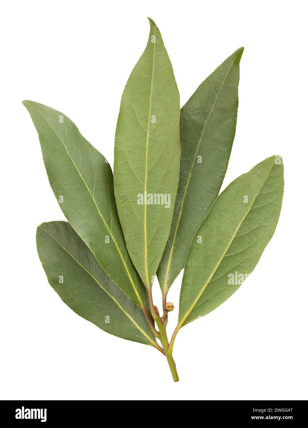 Bay leaf -Fotos und -Bildmaterial in hoher Auflösung – Alamy