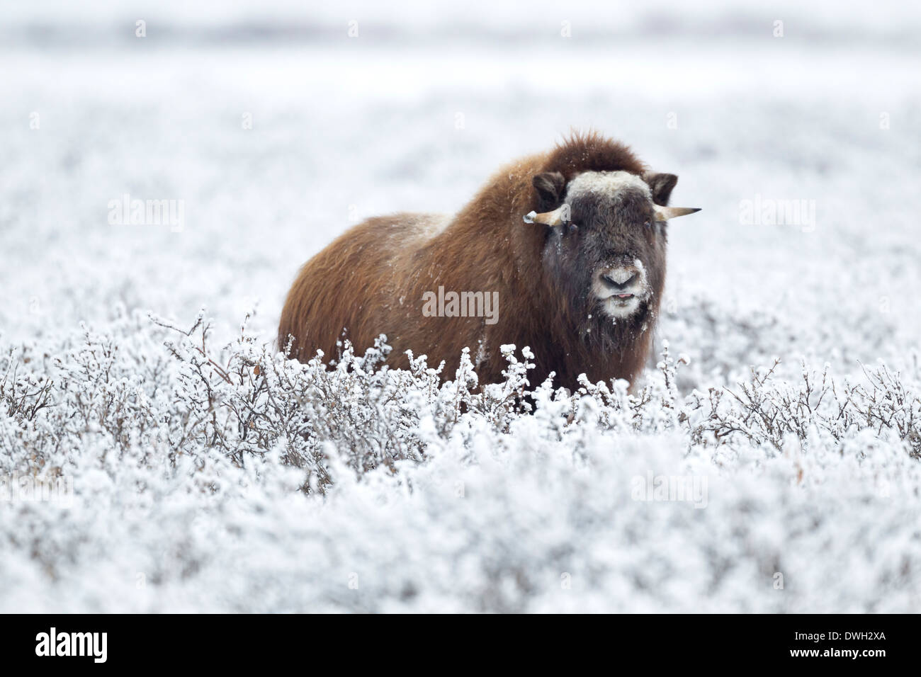Moschus Ochsen Stockfotos und -bilder Kaufen - Alamy