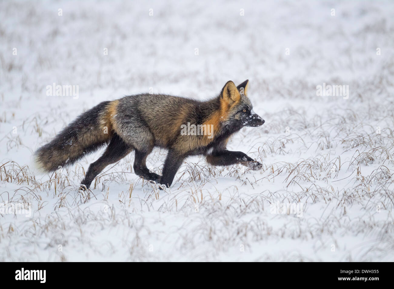 Rotes Kreuz Fuchs Vulpes Vulpes Jagd im Schnee in der Nähe von Prudhoe ...