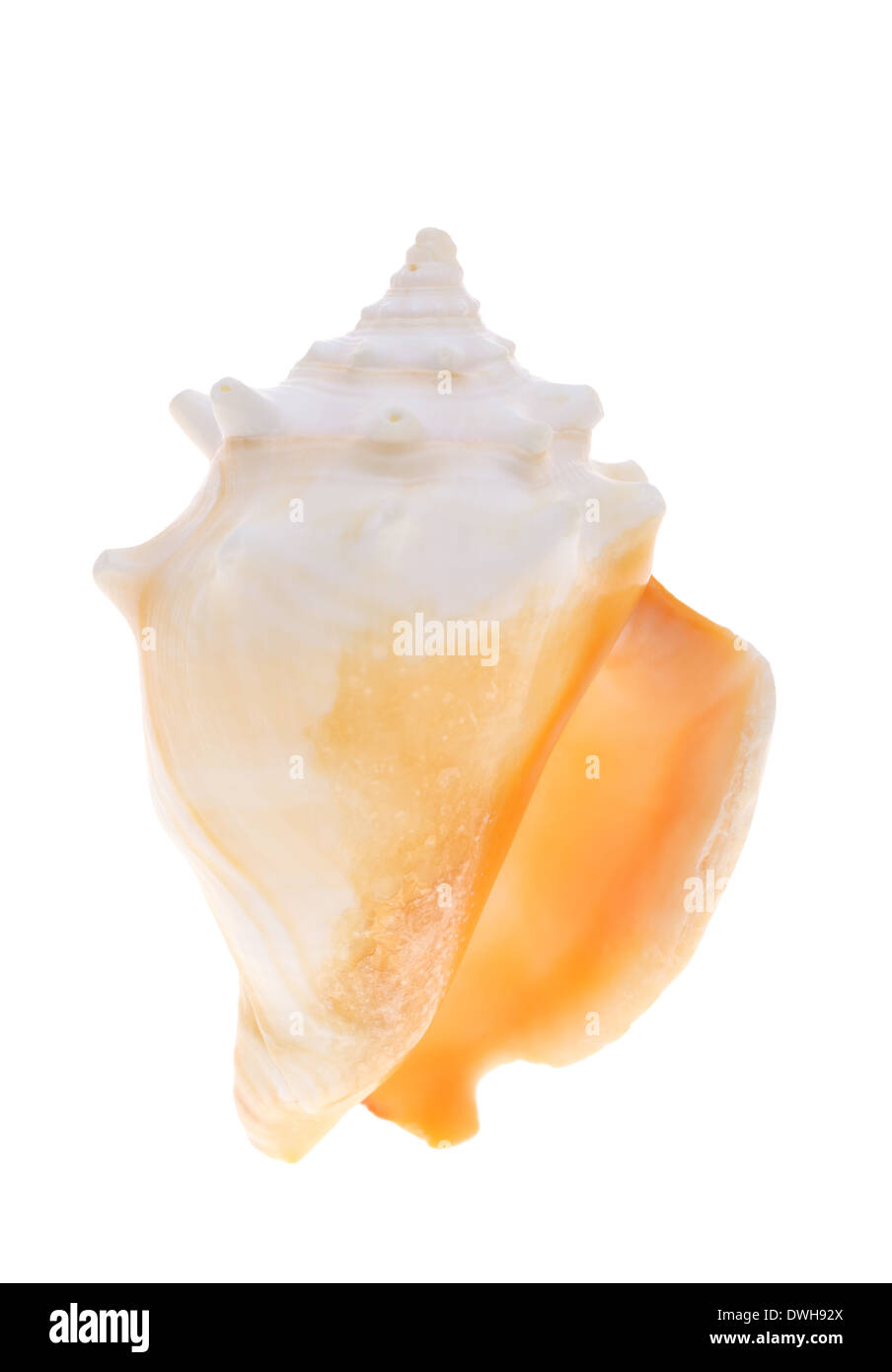 Spiked shell -Fotos und -Bildmaterial in hoher Auflösung – Alamy