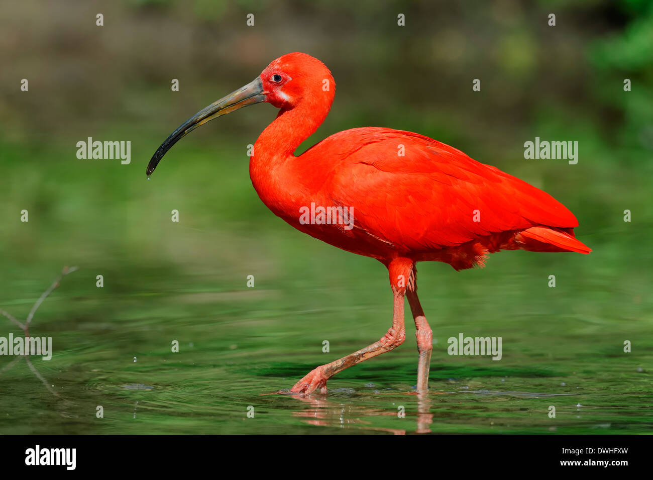 Roter ibis eudocimus -Fotos und -Bildmaterial in hoher Auflösung – Alamy