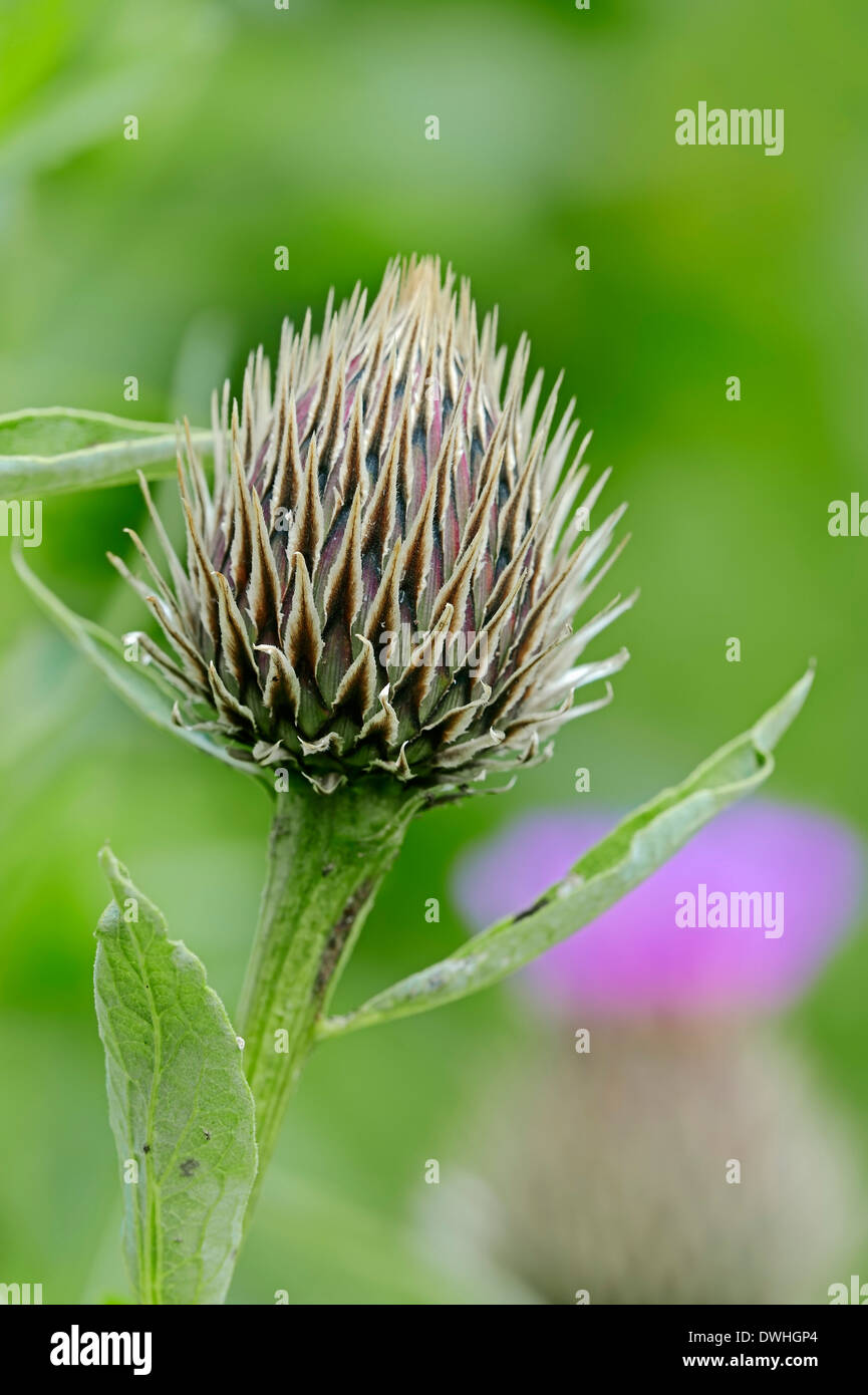 Centaurea pulcherrima -Fotos und -Bildmaterial in hoher Auflösung – Alamy