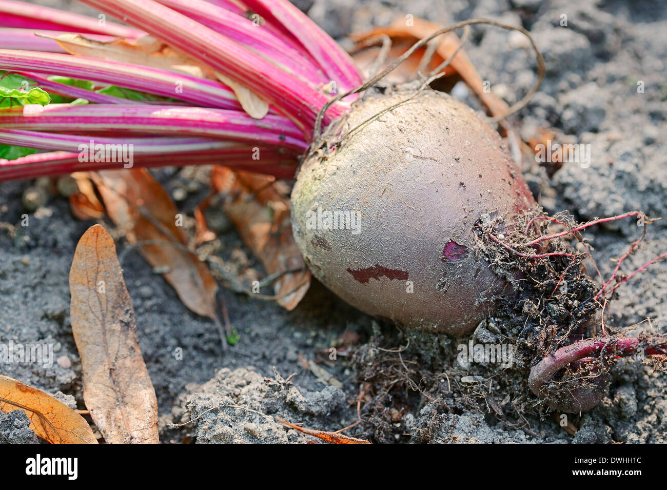 Beta ruebe -Fotos und -Bildmaterial in hoher Auflösung – Alamy