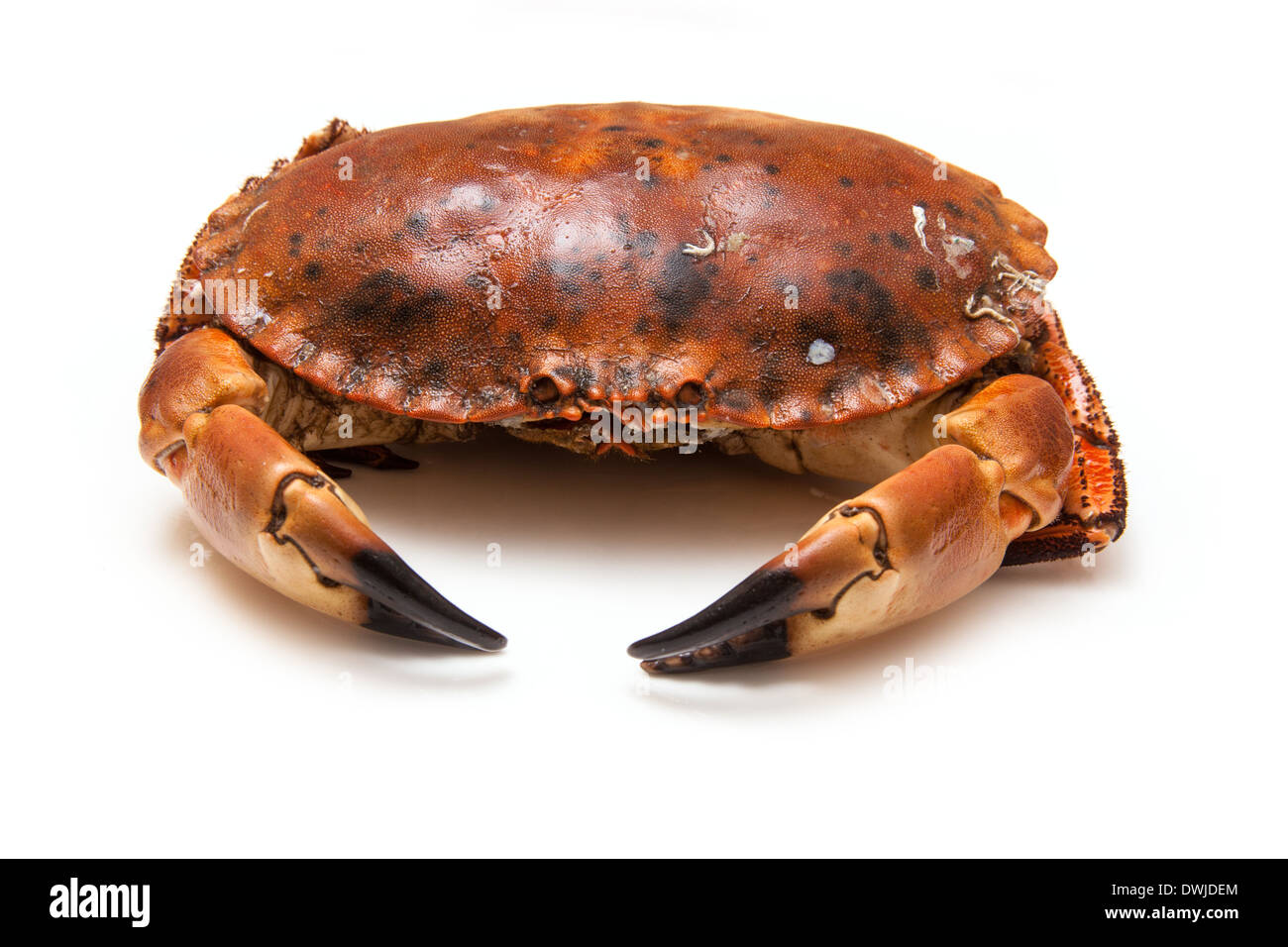 Braunes krabbenstudio -Fotos und -Bildmaterial in hoher Auflösung – Alamy