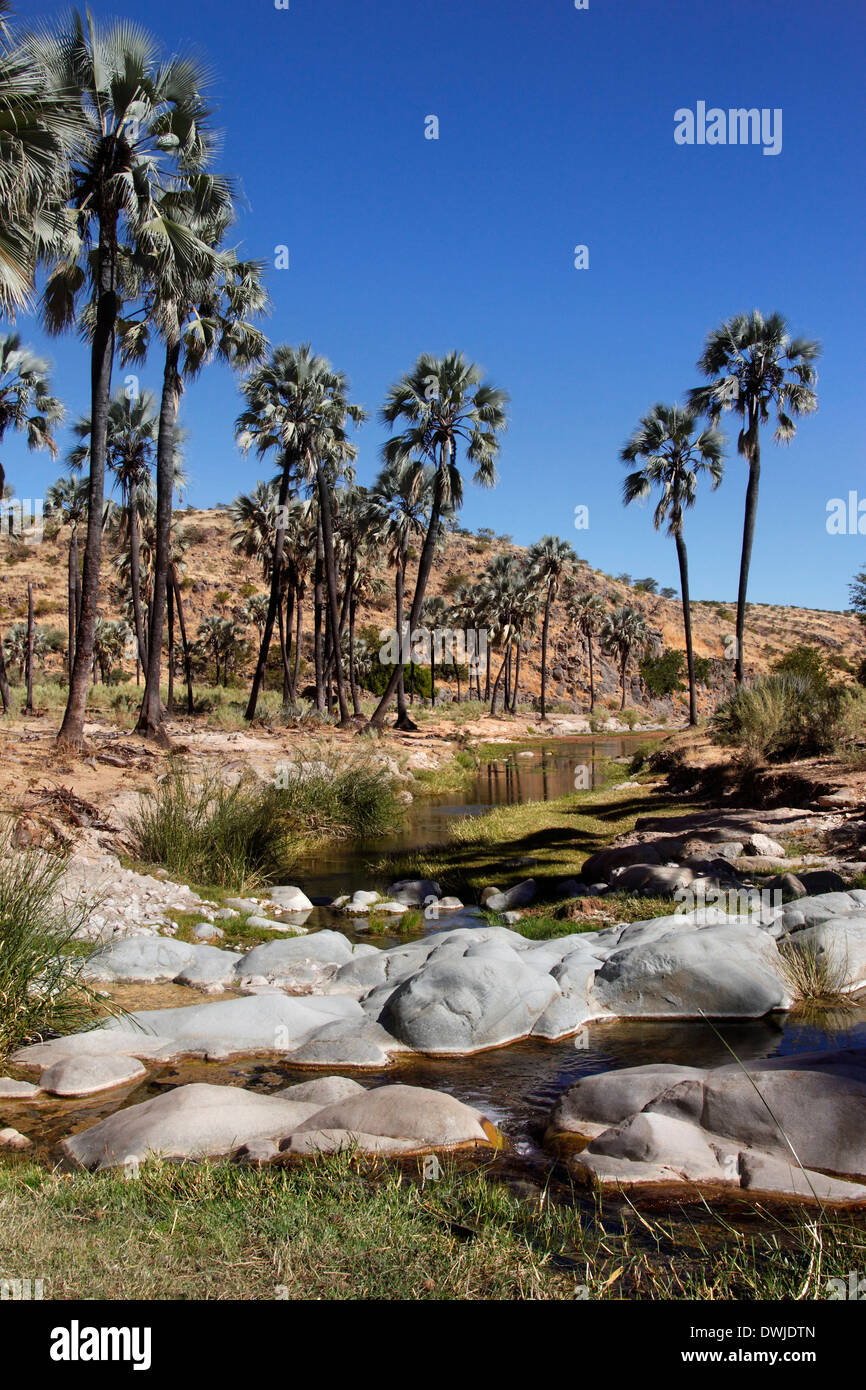 Afrikanische namibia palm palme landschaft wildnis -Fotos und ...