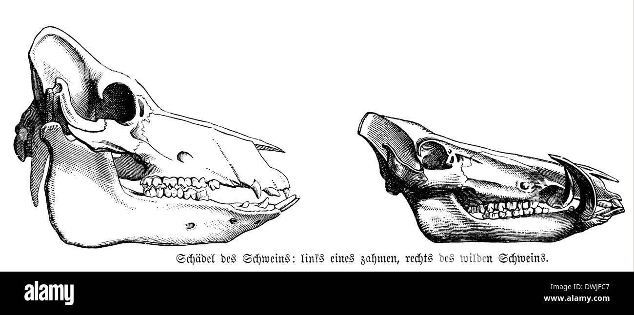 Illustration Of Wild Boar Stockfotos & Illustration Of Wild Boar Bilder ...