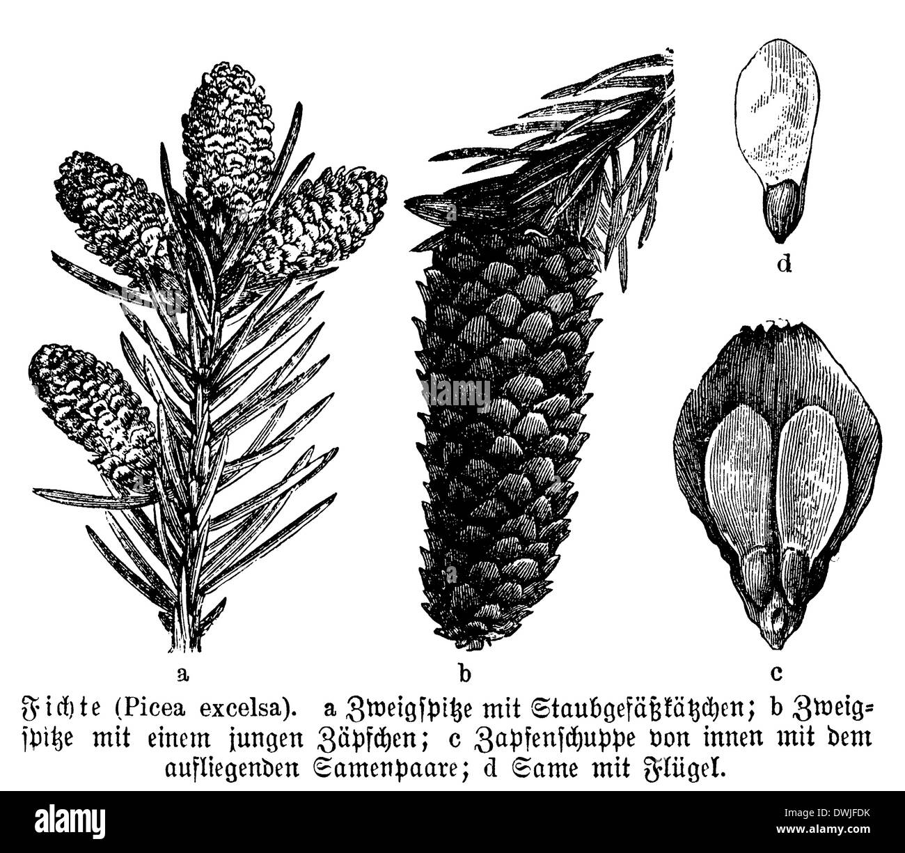 Illustration fichte Schwarzweiß-Stockfotos und -bilder - Alamy
