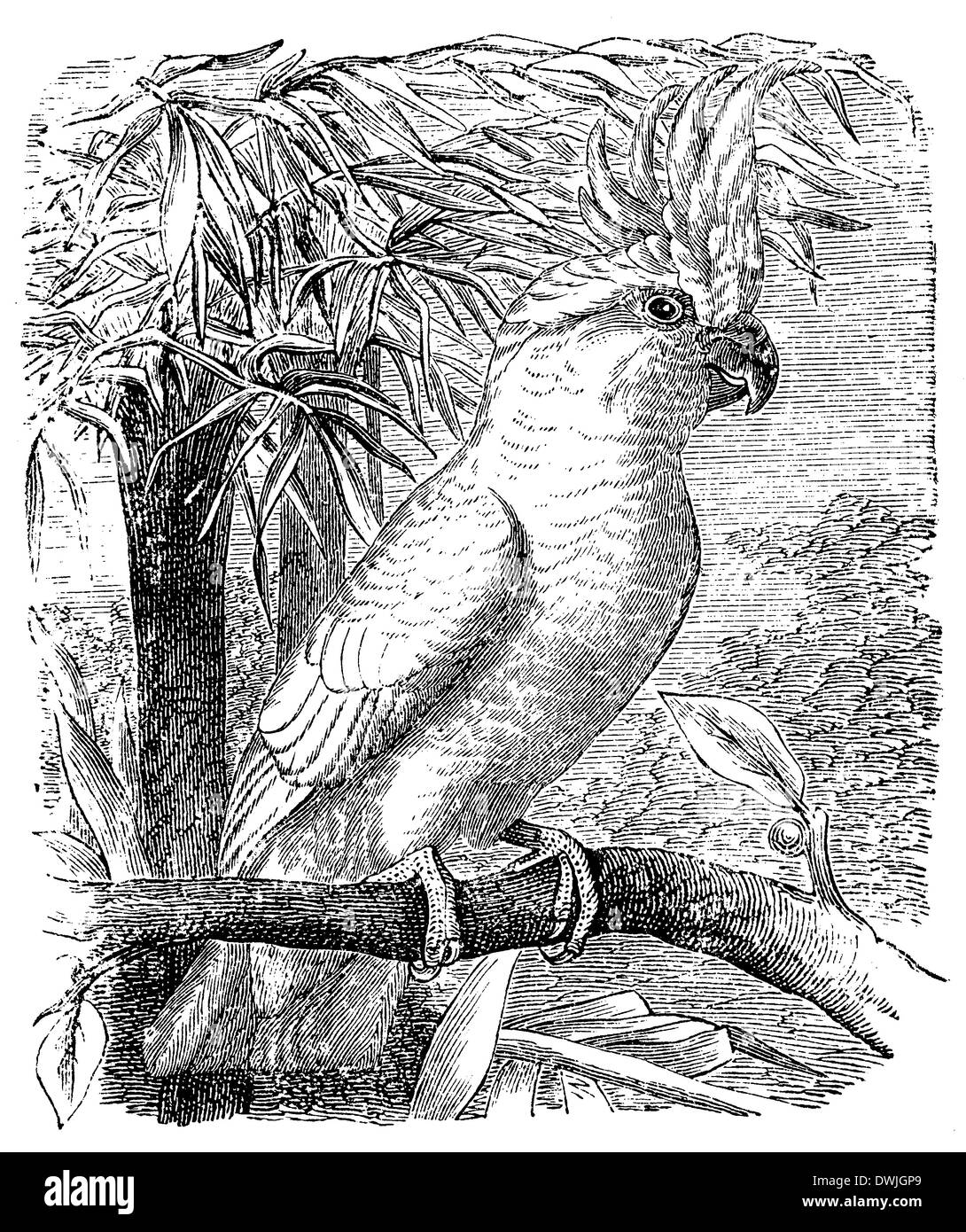 Kakadu zeichnung -Fotos und -Bildmaterial in hoher Auflösung – Alamy