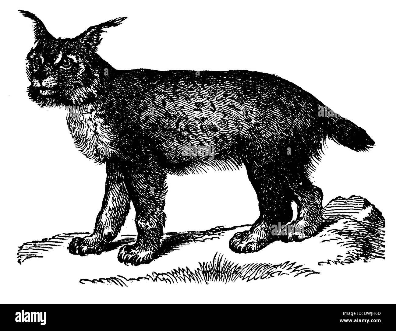 Luchs zeichnung -Fotos und -Bildmaterial in hoher Auflösung – Alamy