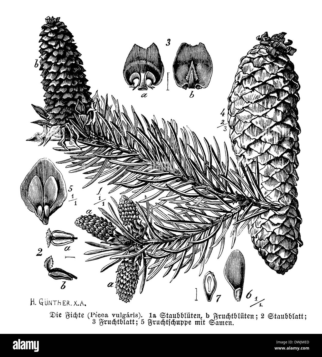 Fichte: Zweig mit Zapfen und Samen Stockfotografie - Alamy