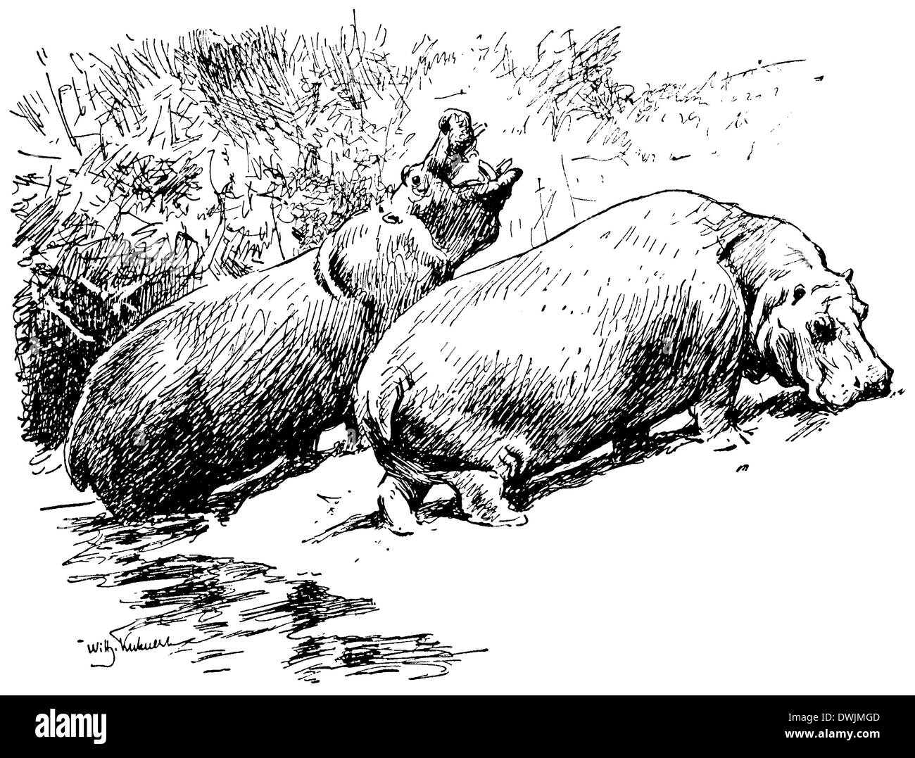 Nilpferd zeichnung -Fotos und -Bildmaterial in hoher Auflösung – Alamy