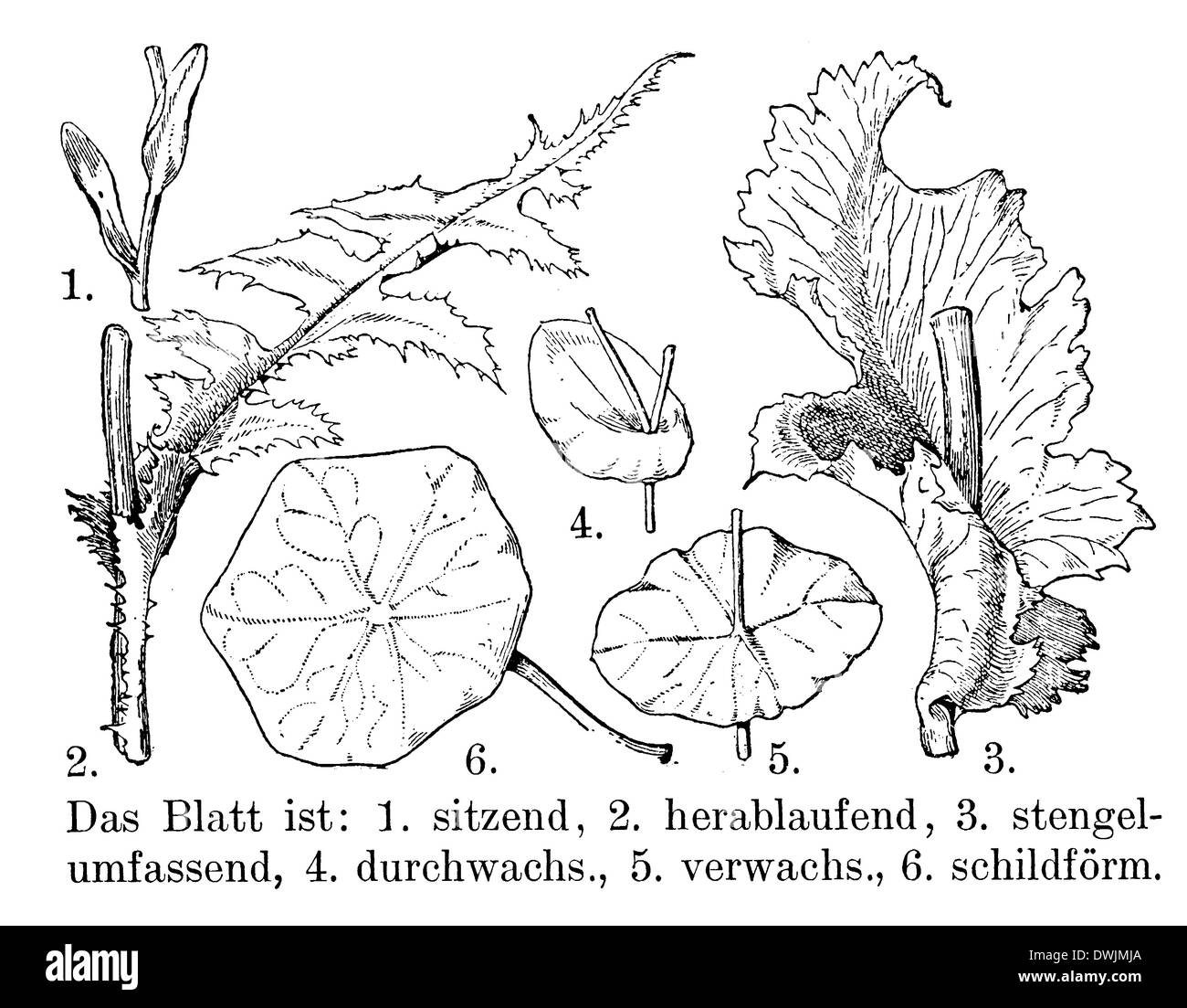 Blattformen zeichnung -Fotos und -Bildmaterial in hoher Auflösung – Alamy