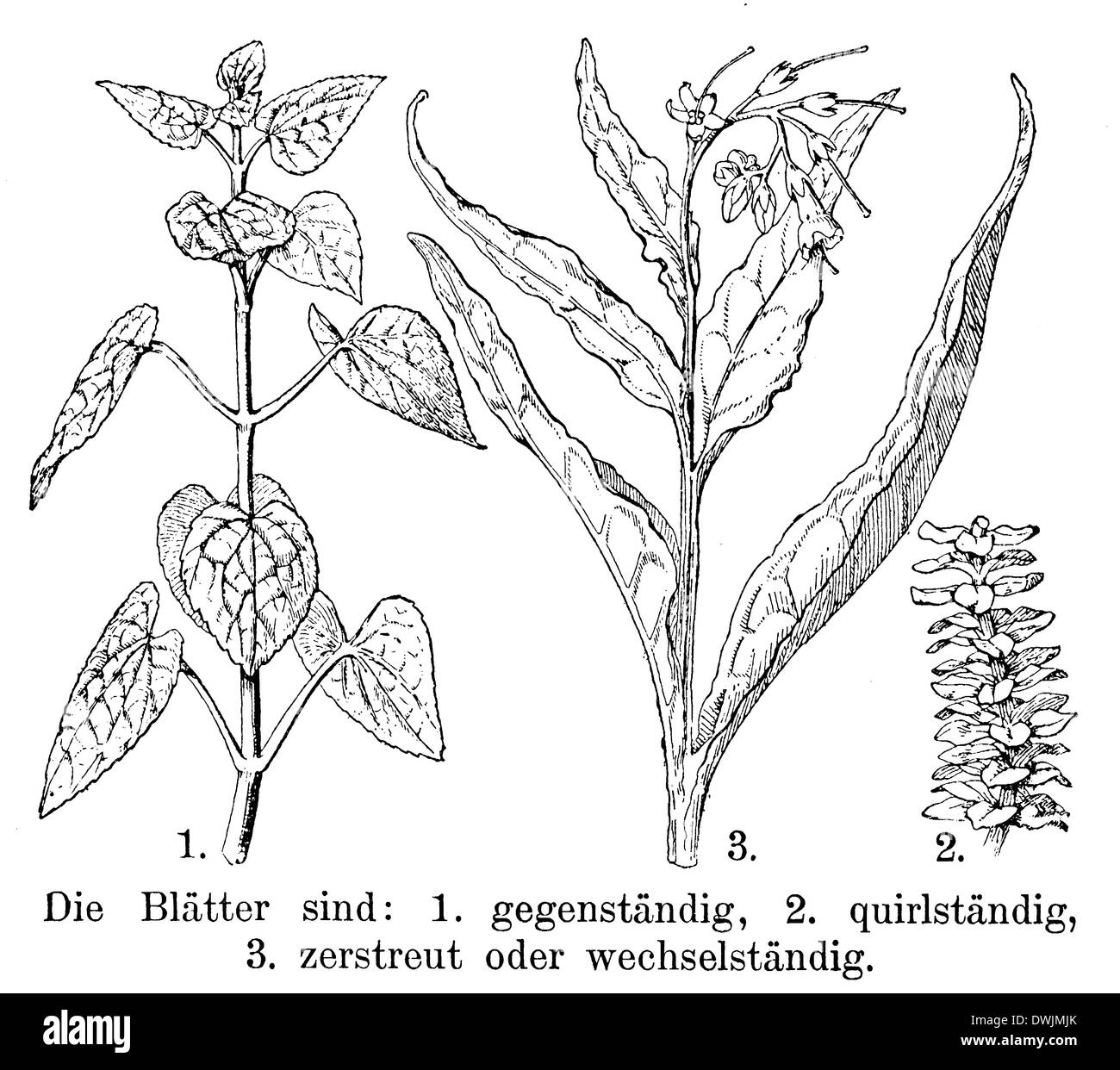 Blattformen zeichnung -Fotos und -Bildmaterial in hoher Auflösung – Alamy