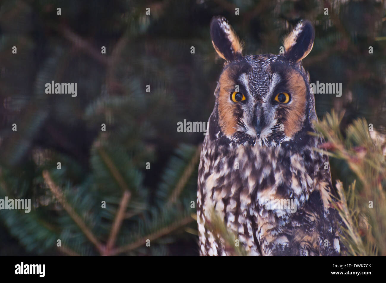 Waldohreule lebensraum -Fotos und -Bildmaterial in hoher Auflösung – Alamy