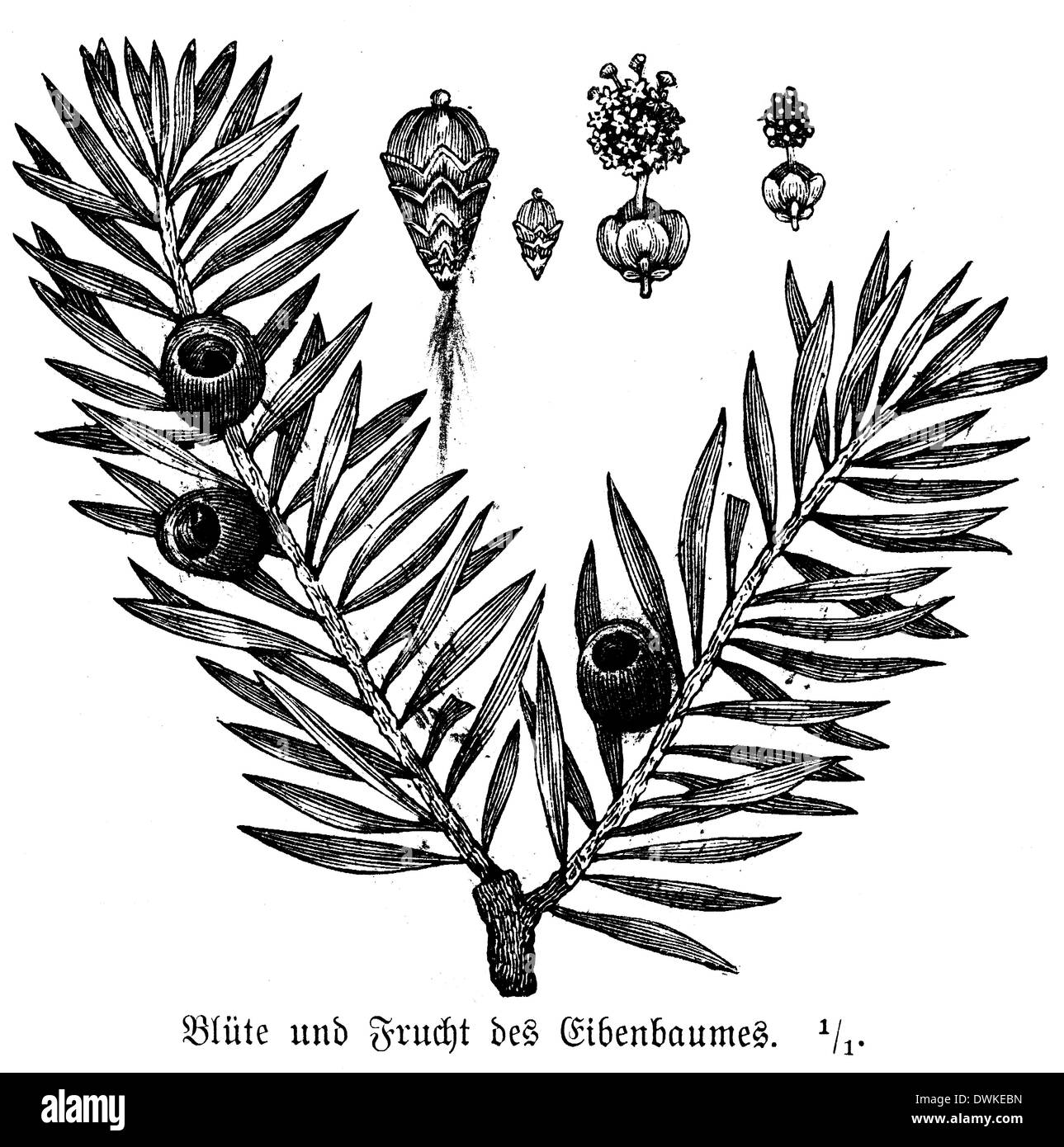 Historische eiben -Fotos und -Bildmaterial in hoher Auflösung – Alamy