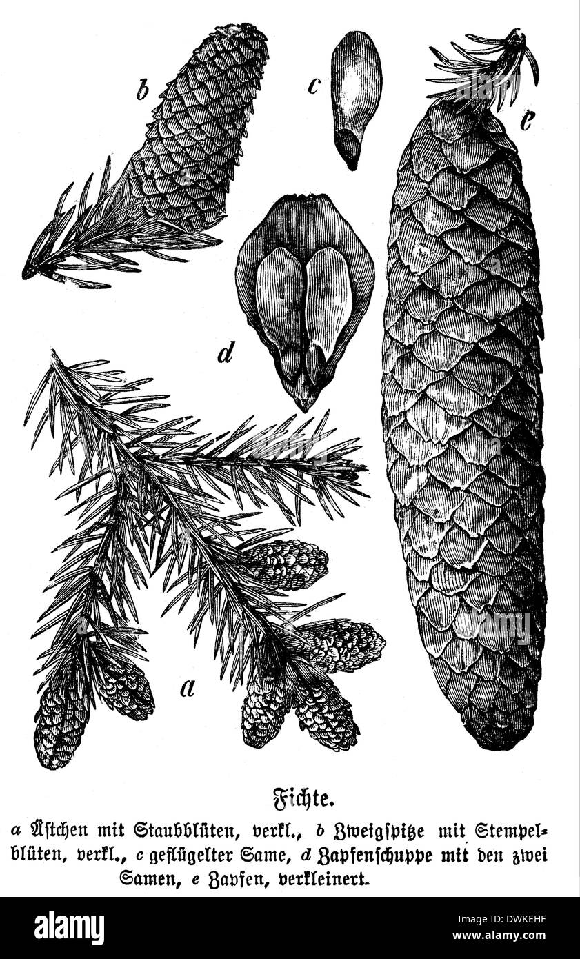 Illustration fichte Schwarzweiß-Stockfotos und -bilder - Alamy