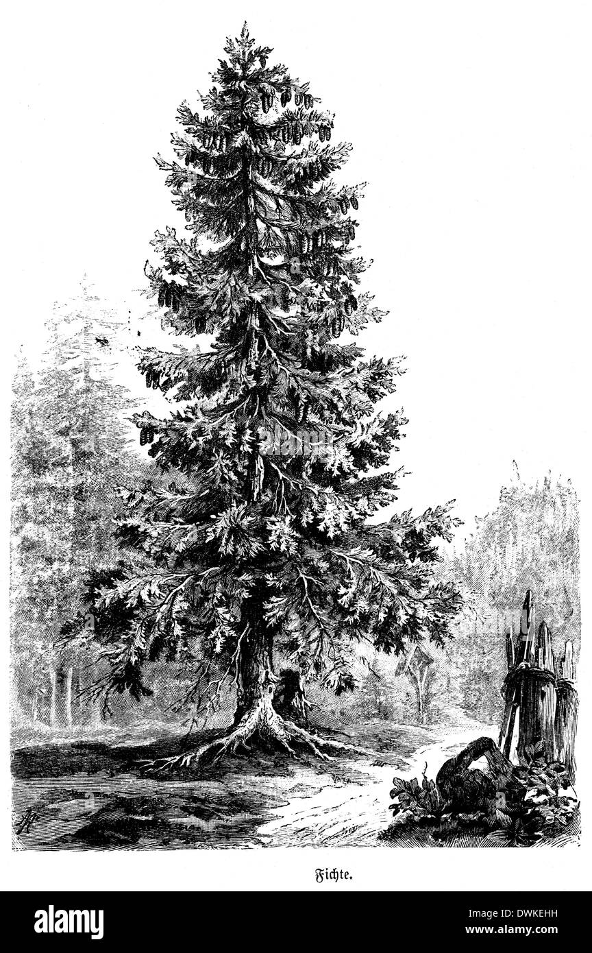 Illustration fichte Schwarzweiß-Stockfotos und -bilder - Alamy