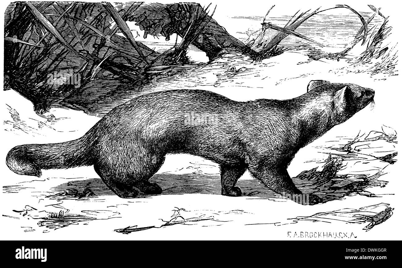 Illustration zobel -Fotos und -Bildmaterial in hoher Auflösung – Alamy