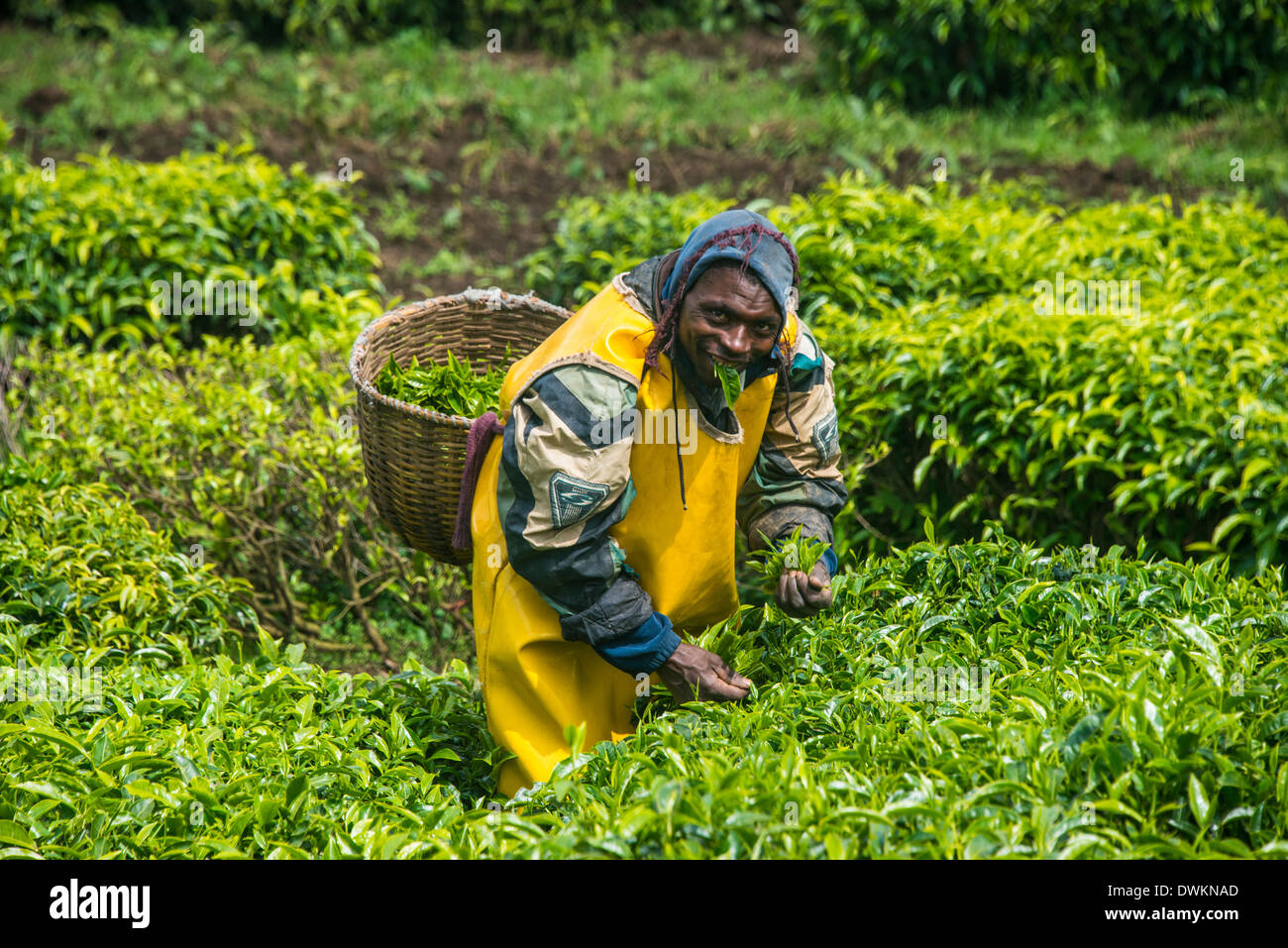 Tee-Plantage in den Virunga Berge, Ruanda, Afrika Stockfotografie - Alamy