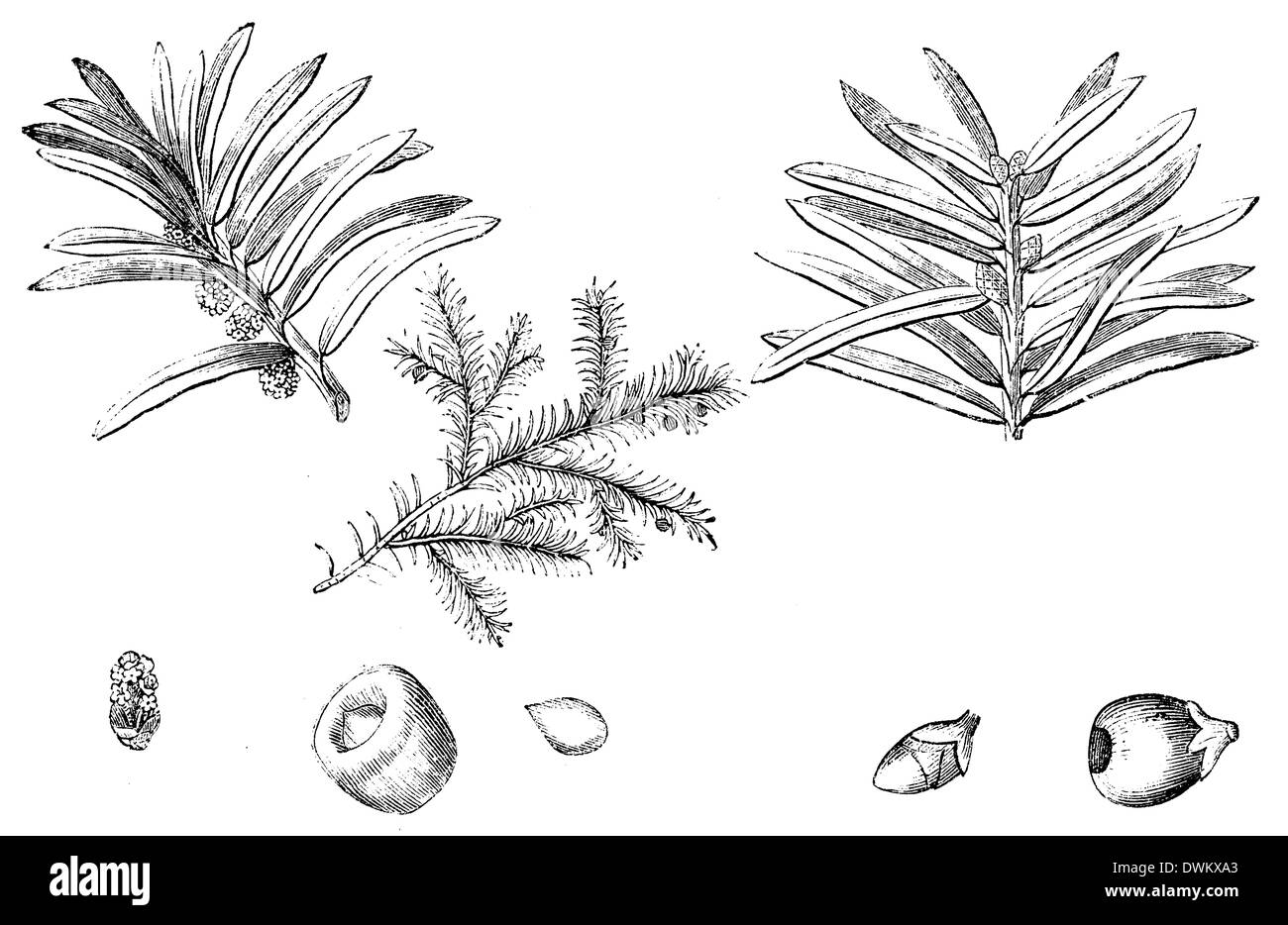 Eibe botanische illustration -Fotos und -Bildmaterial in hoher ...