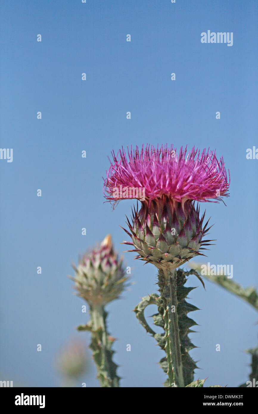 Schleichende distel cirsium arvense -Fotos und -Bildmaterial in hoher ...