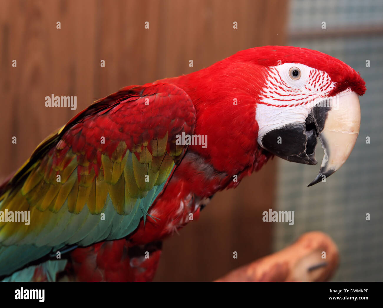 Papagei ara -Fotos und -Bildmaterial in hoher Auflösung – Alamy