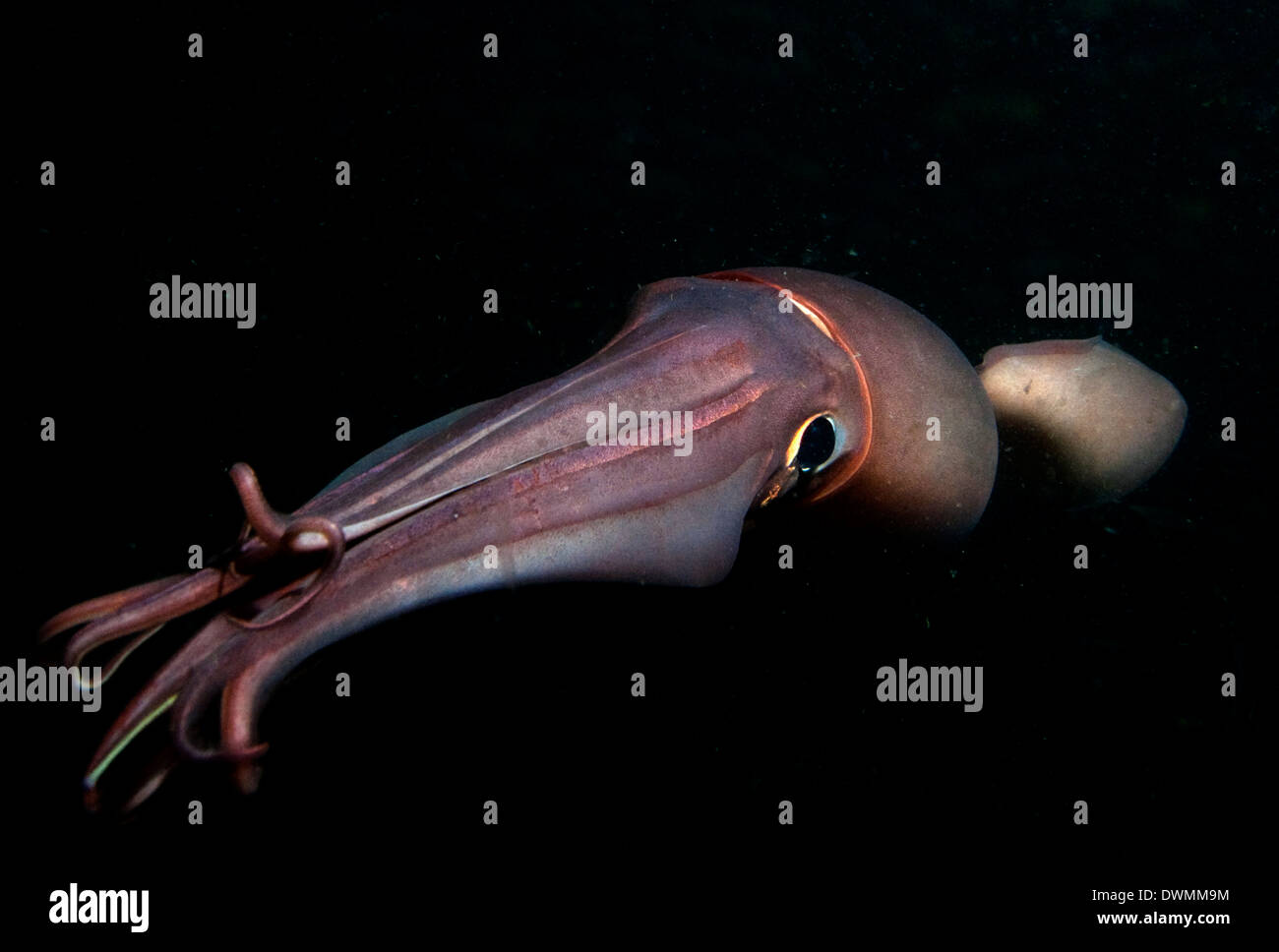 Dosidicus gigas -Fotos und -Bildmaterial in hoher Auflösung – Alamy