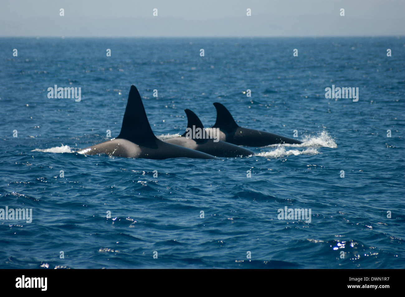 Atlantik killerwale -Fotos und -Bildmaterial in hoher Auflösung – Alamy