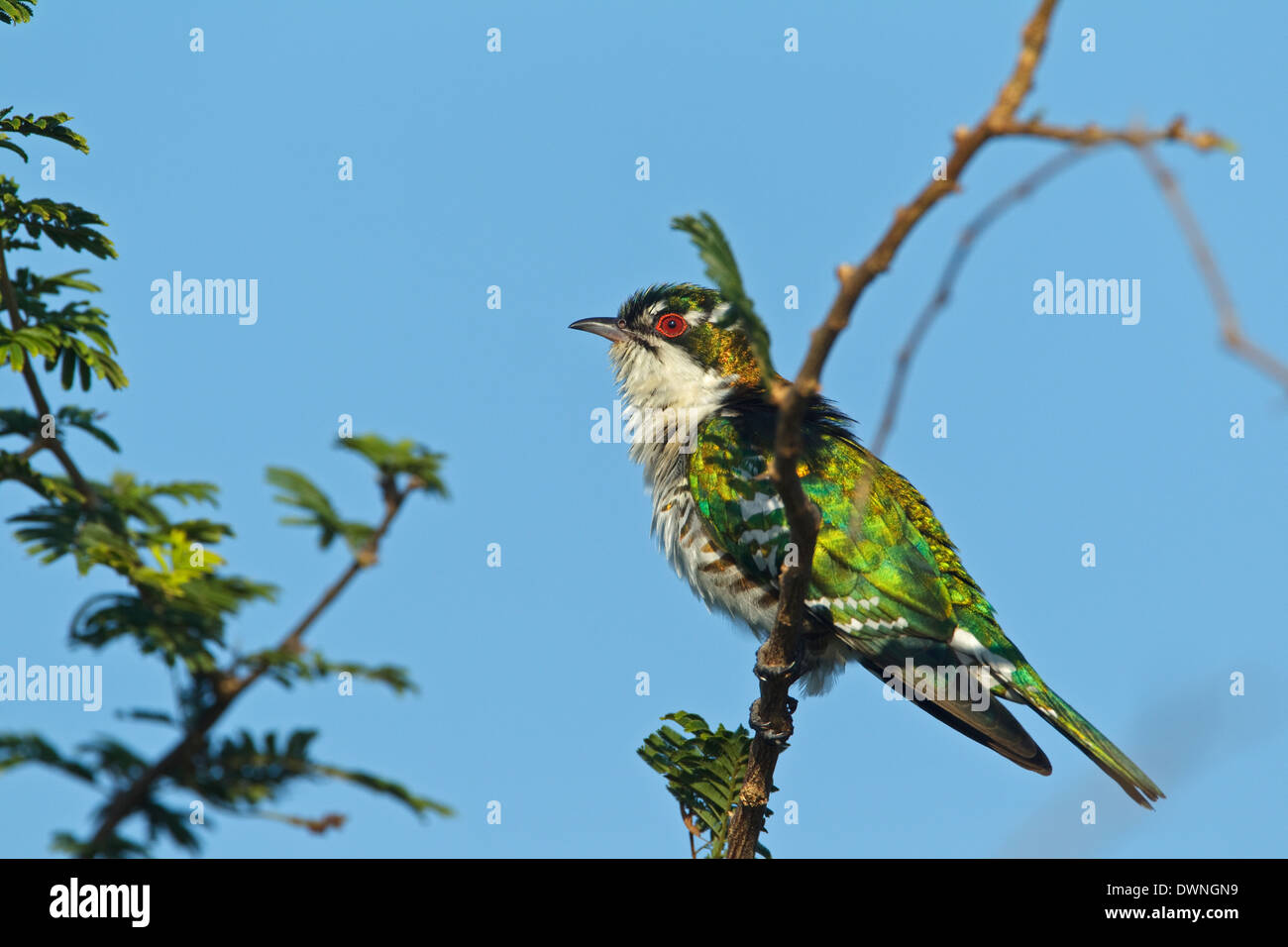 Chrysococcyx caprius -Fotos und -Bildmaterial in hoher Auflösung – Alamy