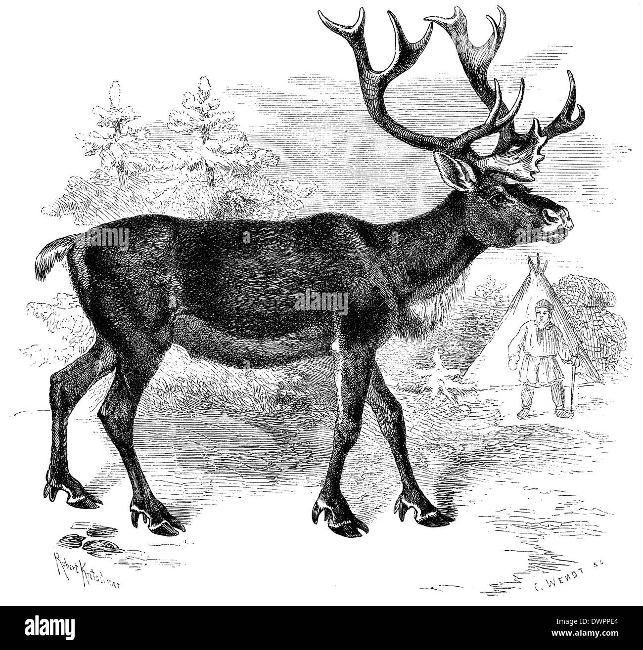 Weißes rentier Schwarzweiß-Stockfotos und -bilder - Alamy