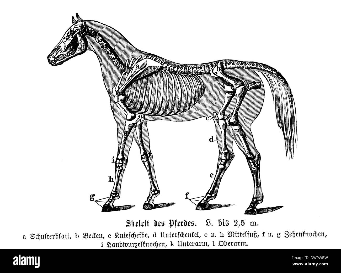 Horse skeleton -Fotos und -Bildmaterial in hoher Auflösung – Alamy