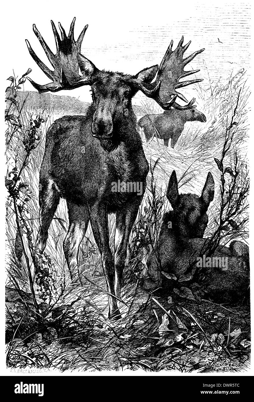 Elch zeichnung Schwarzweiß-Stockfotos und -bilder - Alamy