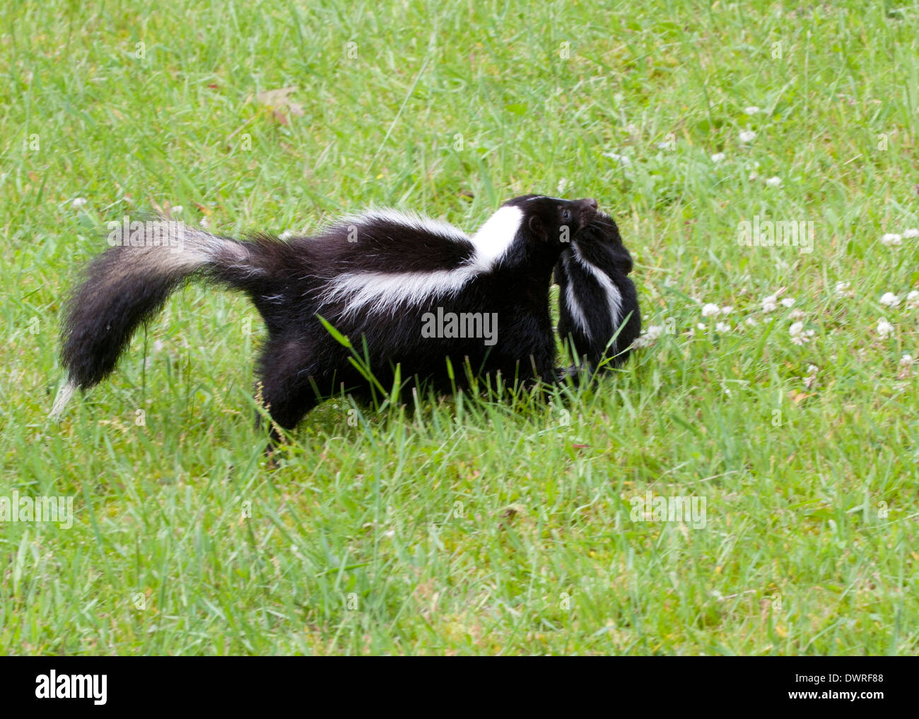 Baby stinktier -Fotos und -Bildmaterial in hoher Auflösung - Seite 2 ...
