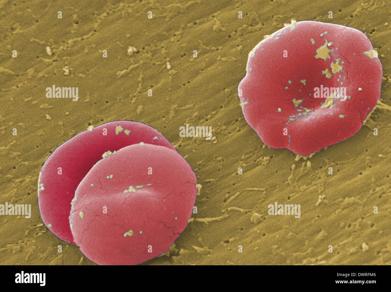 Red blood cell sem -Fotos und -Bildmaterial in hoher Auflösung – Alamy