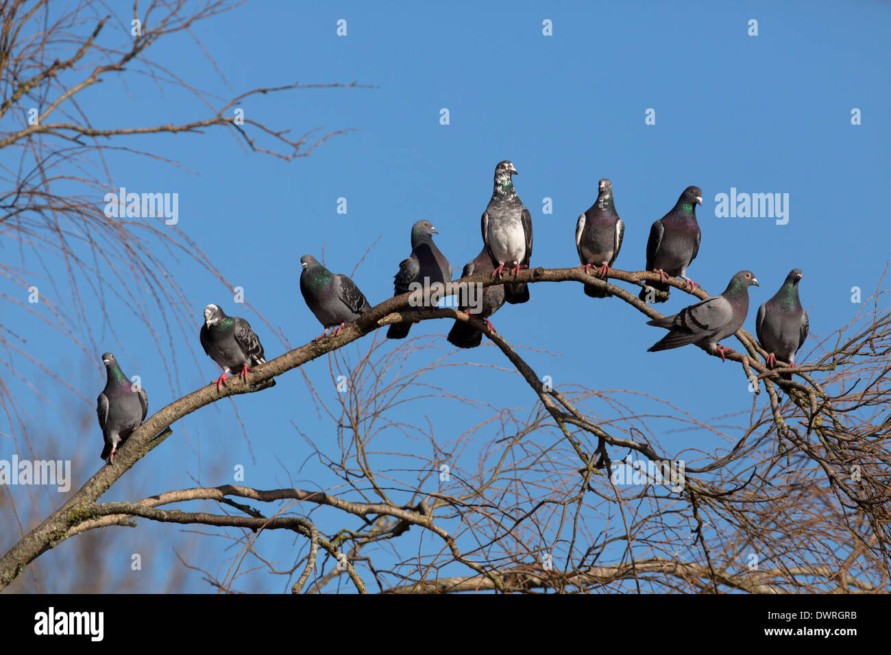 Wilde tauben uk tauben -Fotos und -Bildmaterial in hoher Auflösung – Alamy
