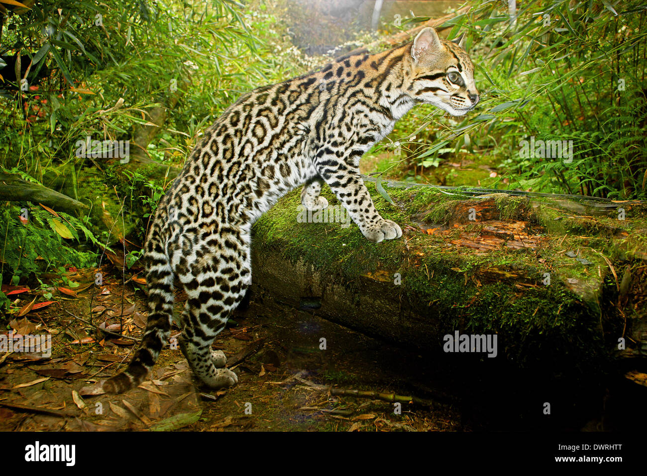 Ozelot leopardus pardalis -Fotos und -Bildmaterial in hoher Auflösung ...