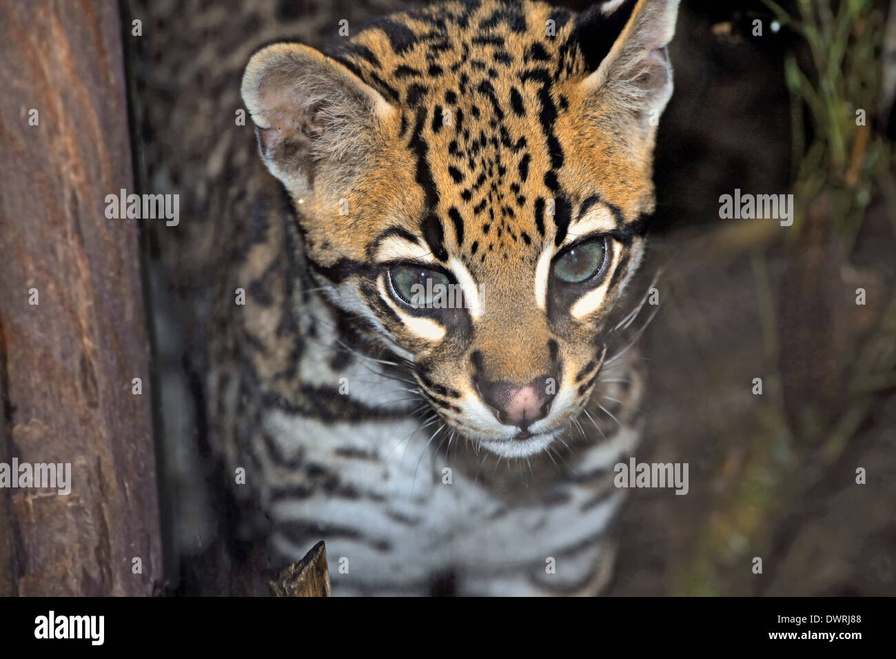Der ozelot -Fotos und -Bildmaterial in hoher Auflösung – Alamy